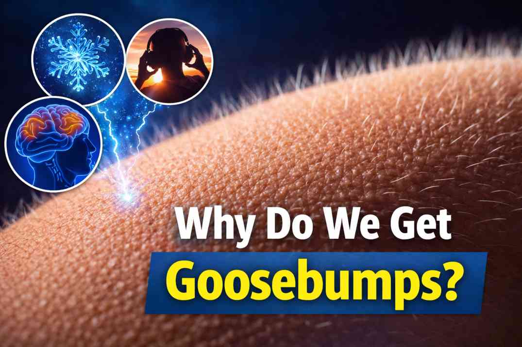 Why Do We Get Goosebumps? - Likewhy